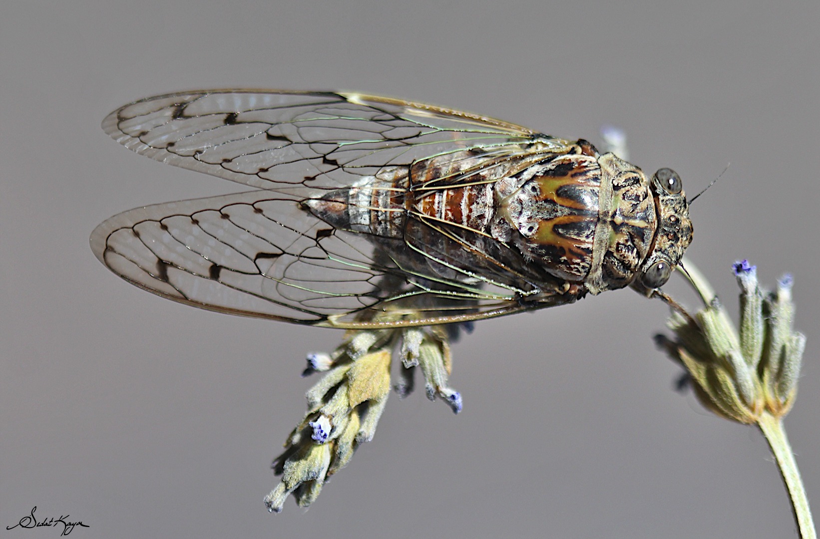 Can Baba'nın Ağustos Böcekleri - Sedat Kaya yazıları... - Bodrum Gündem