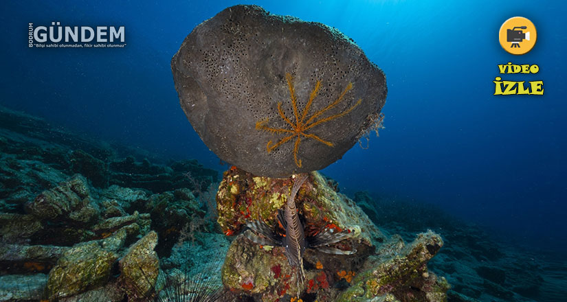 Su Altı Zenginlikleri Günyüzüne Çıkartılıyor - Bodrum Gündem