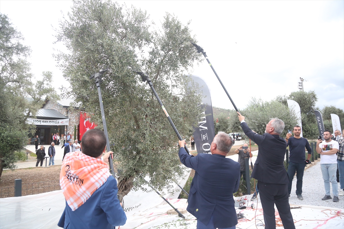 Milas 9. Zeytin Hasat Şenliği başladı - Bodrum Gündem
